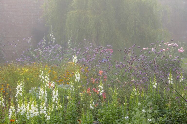 Cultivo de flores de corte en el jardín amurallado de Stokesay Court ...