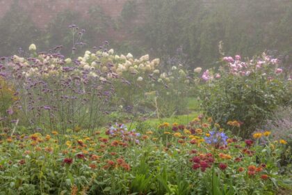 Cultivo de flores de corte en el jardín amurallado de Stokesay Court ...
