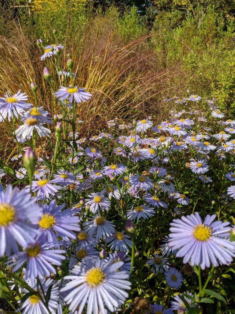 Aster (Symphyotrichum), coloridas flores en el jardín de otoño - EL ...