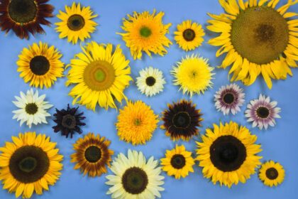 Helianthus annuus, girasoles anuales, útiles y ornamentales - EL BLOG ...