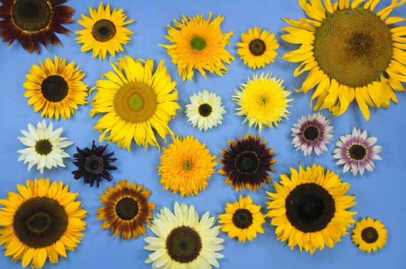 Helianthus annuus, girasoles anuales, útiles y ornamentales - EL BLOG ...