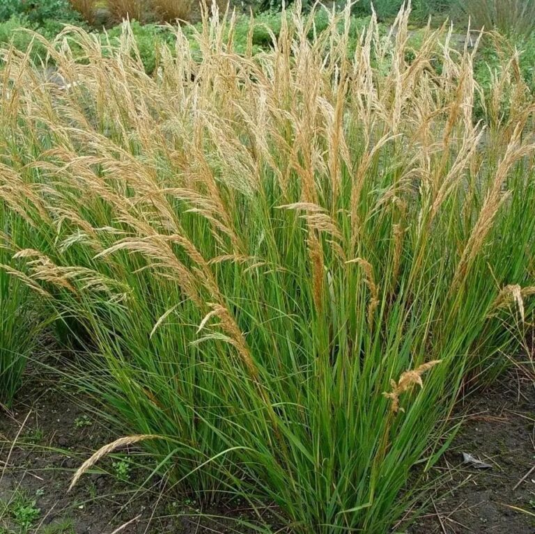 Achnatherum calamagrostis (sin. Stipa calamagrostis), gramínea ibérica ...
