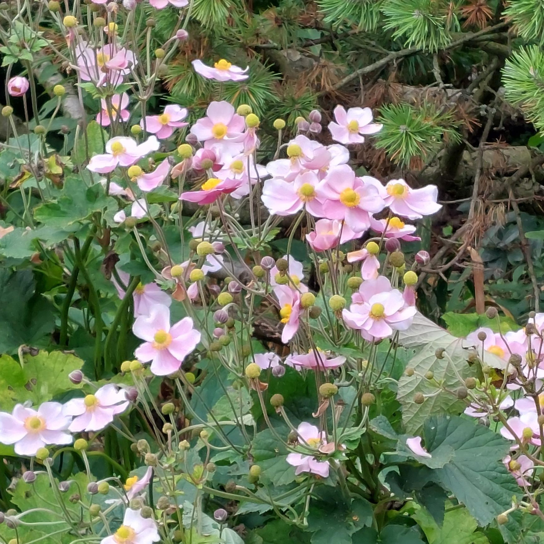 Oda a las anémonas japonesas: plantas vivaces con flores rosas y ...