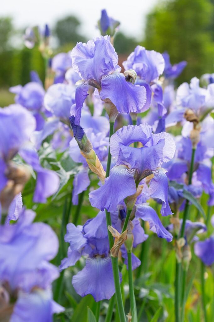 Paradise Garden, el jardín diseñado por Tom Stuart-Smith en Bridgewater ...