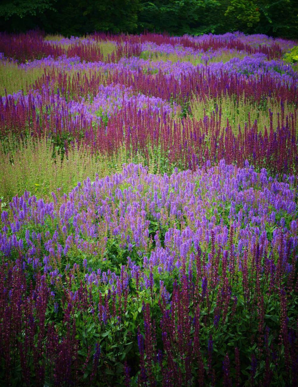 Salvia nemorosa, cultivo e híbridos de jardín - EL BLOG DE LA TABLA