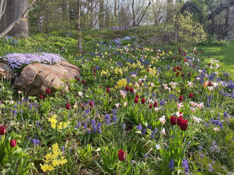El arte de combinar bulbos de flor de primavera con plantas perennes en ...