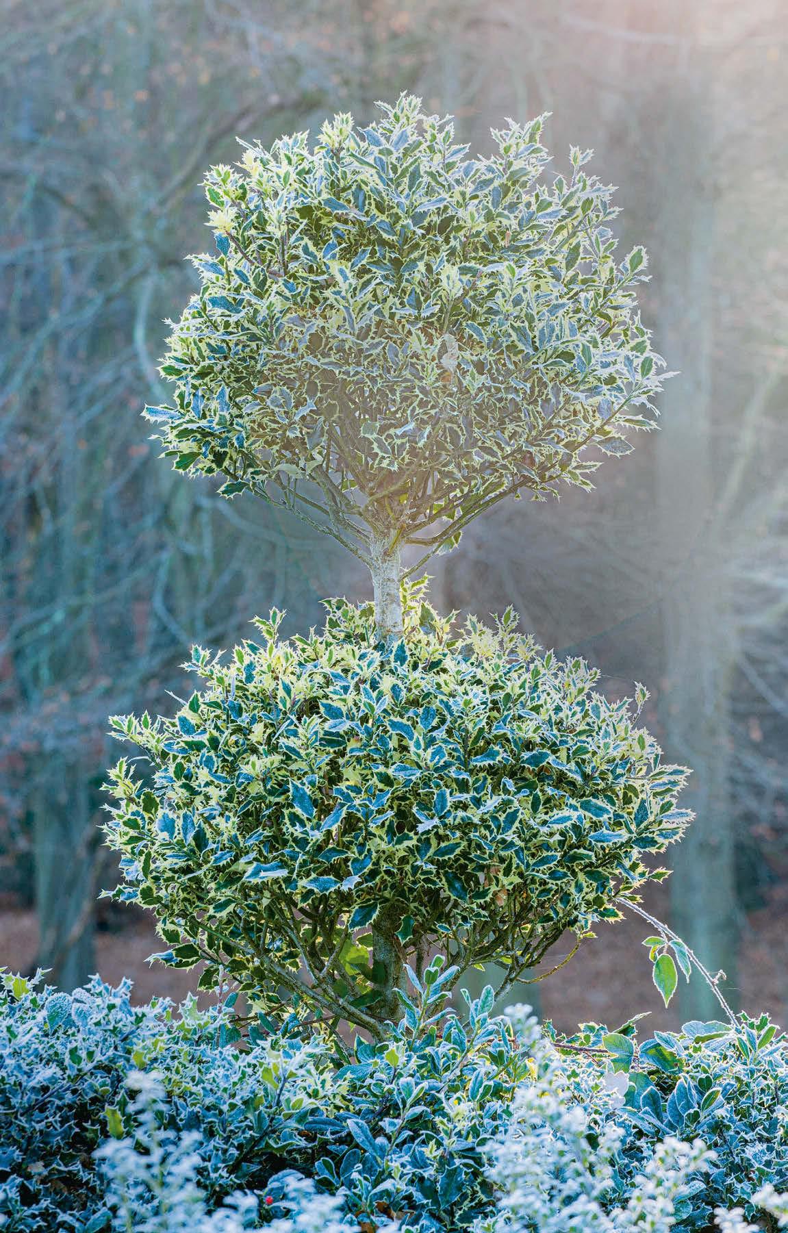 Arbustos del género Ilex: frutos ornamentales y estructura en el jardín ...