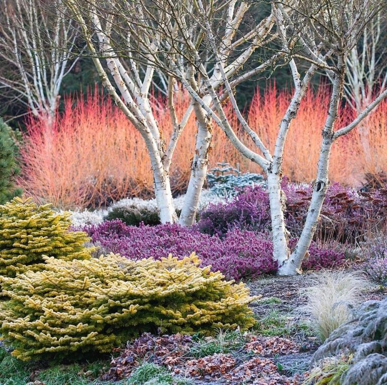 Erica: brezos de floración de invierno (y primavera) que iluminan el ...