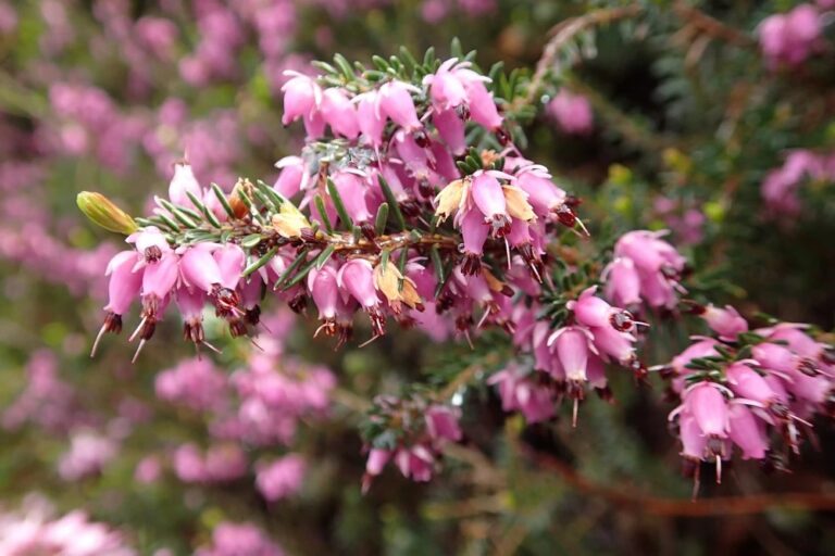 Erica: brezos de floración de invierno (y primavera) que iluminan el ...