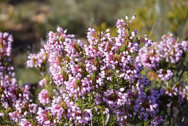 Erica multiflora, brezo mediterráneo que florece en invierno, ideal ...