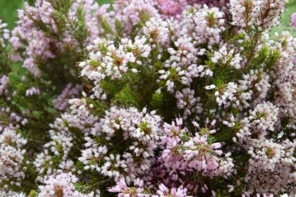 Erica multiflora, brezo mediterráneo que florece en invierno, ideal ...