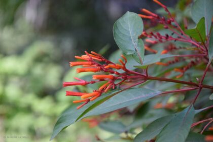 Hamelia patens (Coralillo) - EL BLOG DE LA TABLA