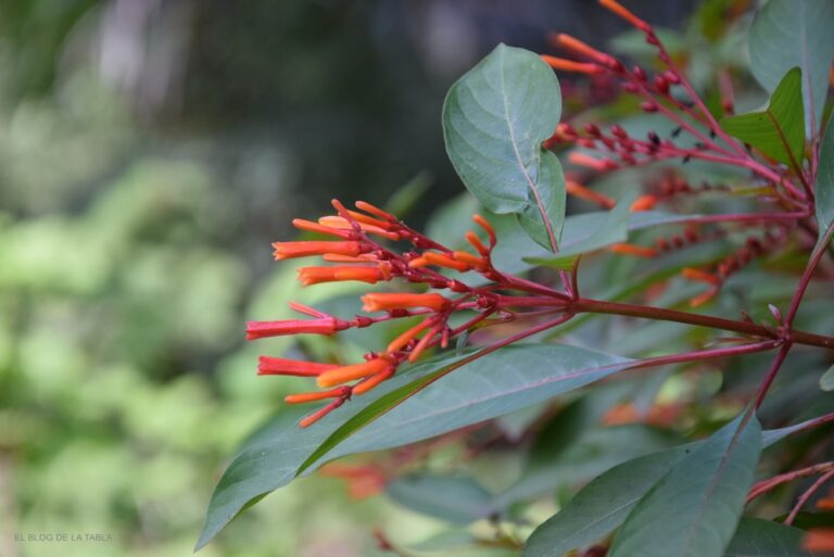 Hamelia patens (Coralillo) - EL BLOG DE LA TABLA