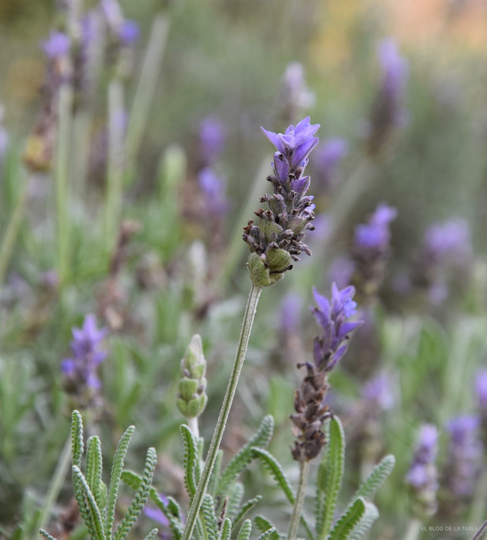 Plantas mediterráneas que florecen en invierno: Alhucema rizada ...