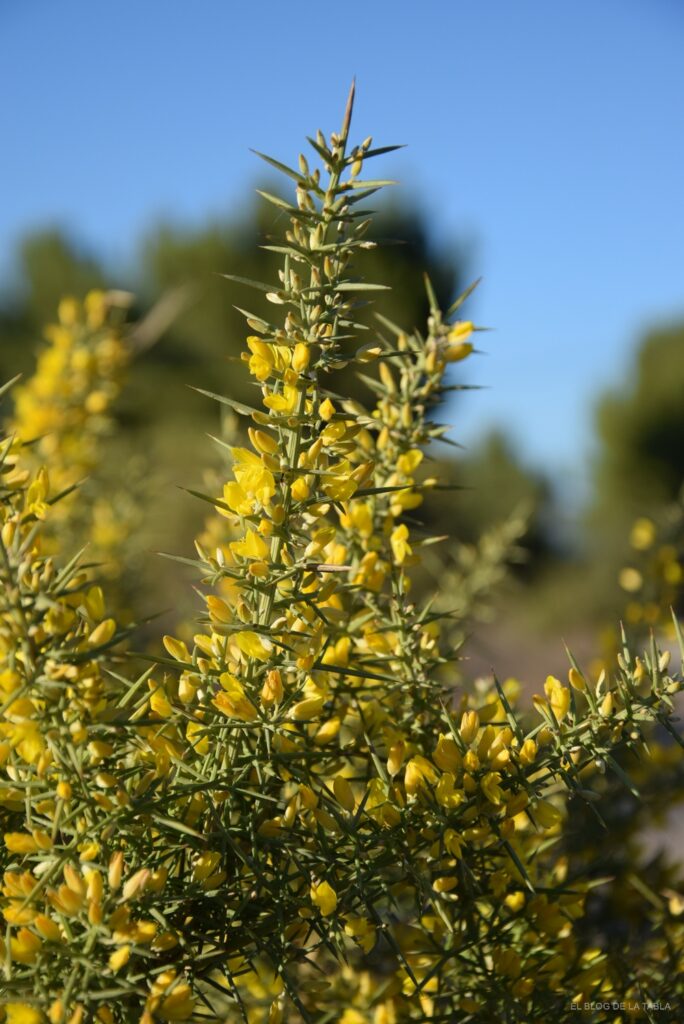 Ulex parviflorus (Aliaga morisca), arbusto mediterráneo tolerante a la ...