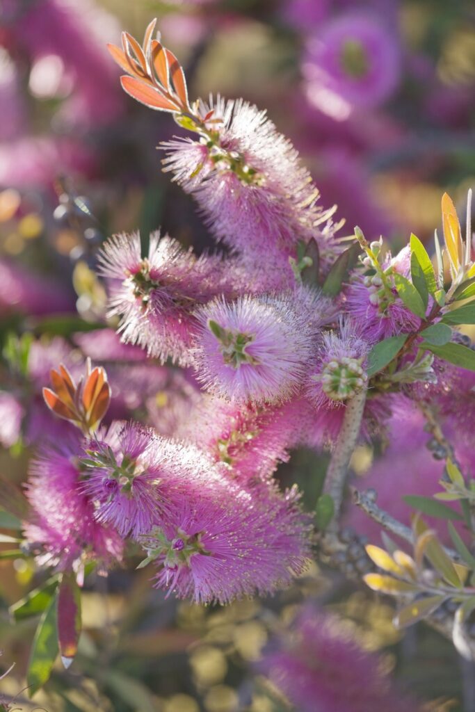 Jardín seco y vivero de Clara y Olivier Filippi en el sur de Francia ...