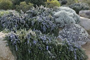 Cultivares de romero (Salvia rosmarinus) para el jardín - EL BLOG DE LA ...