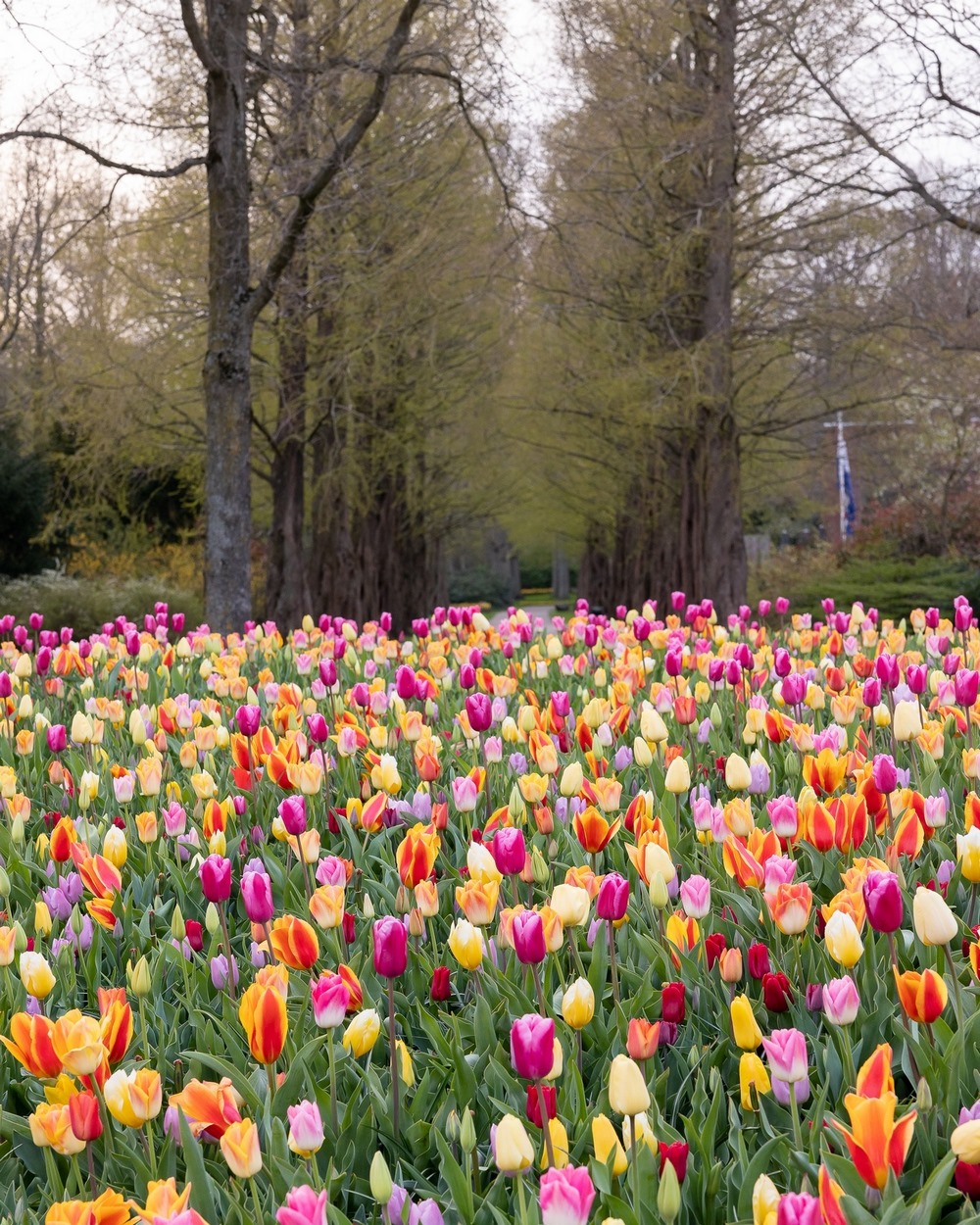 Parque Keukenhof Como Visitar O Maior Jardim De Flores Do, 49% OFF