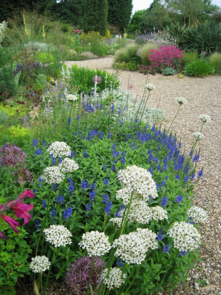 Allium multibulbosum (sin. Allium nigrum var. bulbiferum) - EL BLOG DE ...
