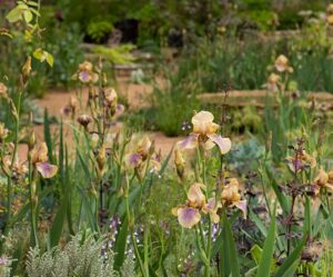 Sostenibilidad, artesanía e Iris 'Benton': el jardín de Sarah Price en ...