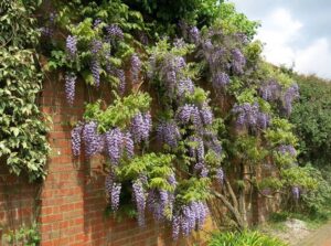 Colección de glicinias (Wisteria) en los jardines de Wisley - EL BLOG ...