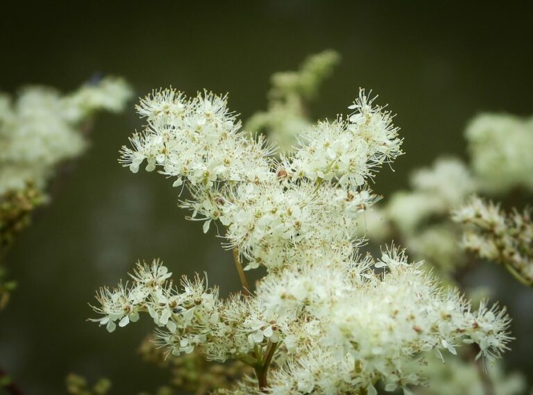 Filipendula: plantas vivaces con racimos de flores plumosas en verano ...