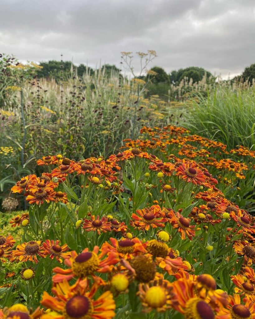 Sussex Prairie Garden, uno de los jardines de estilo naturalista más ...