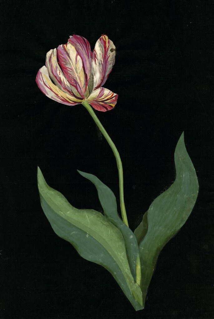 Los collages botánicos de Mary Delany: Paper-mosaicks - EL BLOG DE LA TABLA