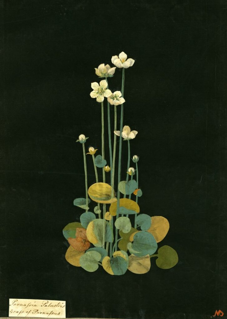 Los collages botánicos de Mary Delany: Paper-mosaicks - EL BLOG DE LA TABLA