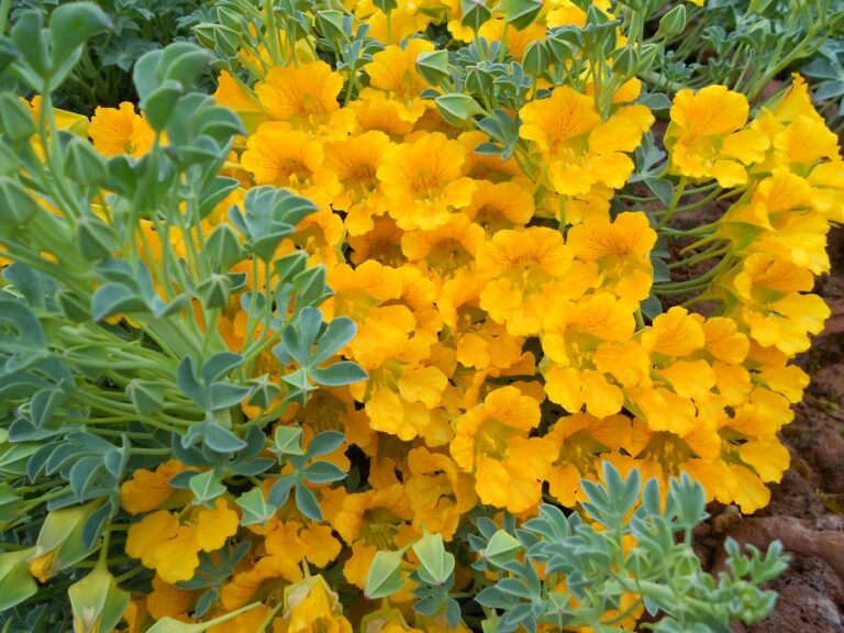 Plantas del género Tropaeolum: mucho más que flores de capuchinas - EL ...