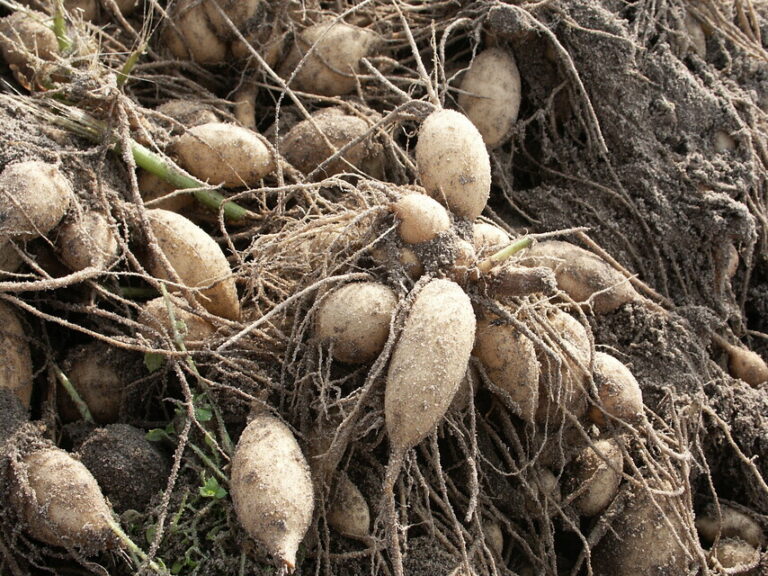 Plantando y guardando bulbos: cuándo y como cultivar plantas bulbosas ...