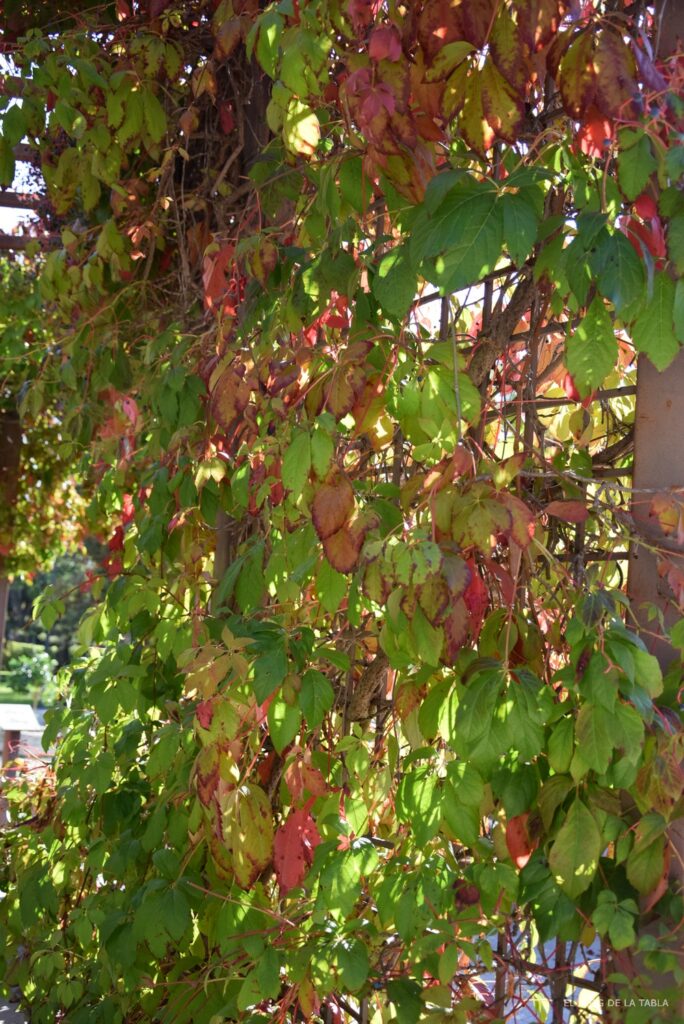 Cuando la parra virgen (Parthenocissus quinquefolia) confirma que ...