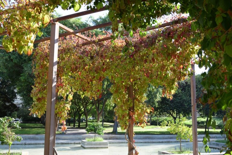 Cuando la parra virgen (Parthenocissus quinquefolia) confirma que ...