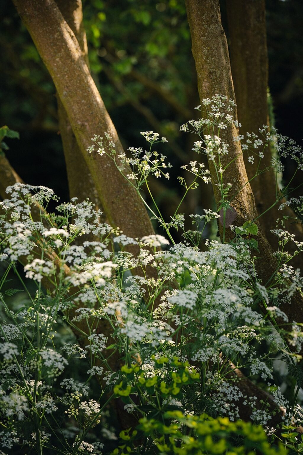 Jardín estilo 'borde de bosque' diseñado por Tom Stuart-Smith para el ...