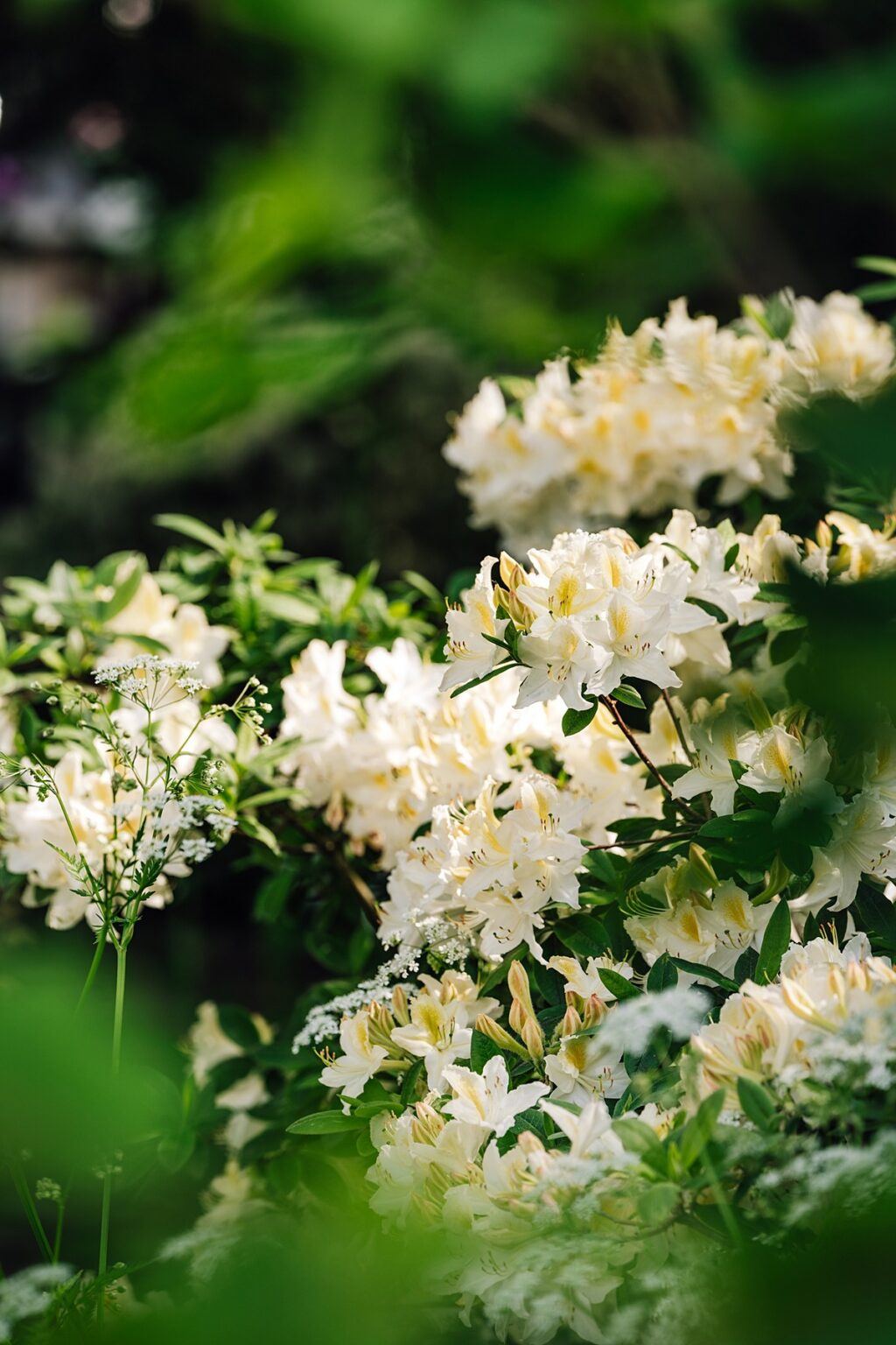 Jardín estilo 'borde de bosque' diseñado por Tom Stuart-Smith para el ...