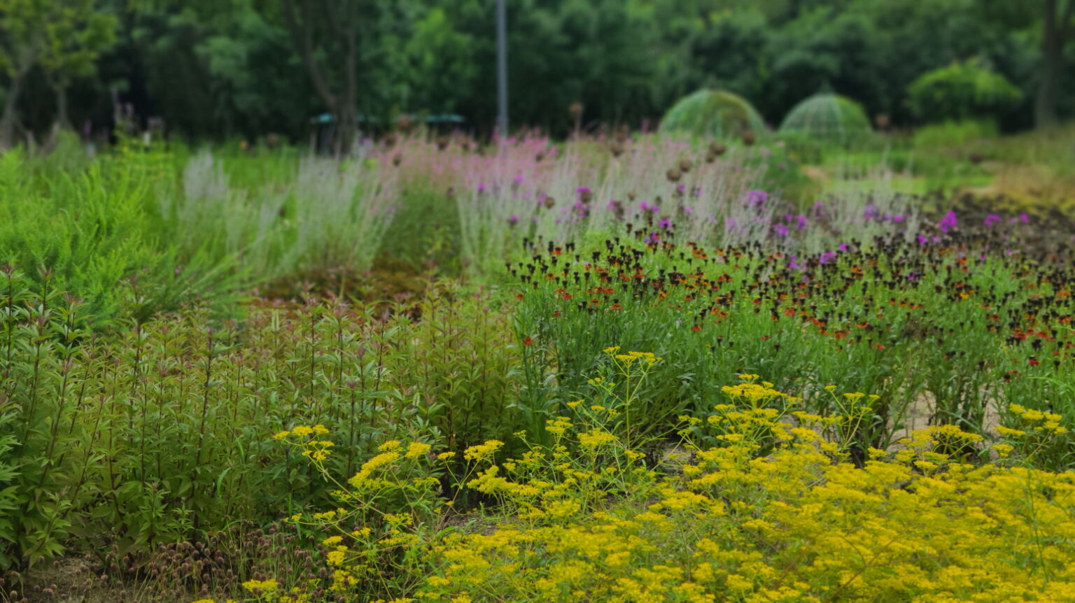 Hoes-Oudolf Ulsan Garden, el nuevo jardín de Piet Oudolf en Corea del ...